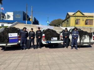 Incautan 3,5 toneladas de huiro negro extraído ilegalmente en Caldera ...